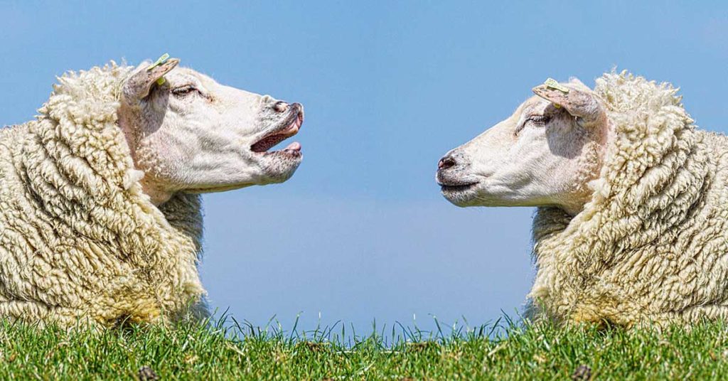 Huddle-sheep | EuroSTAR Huddle